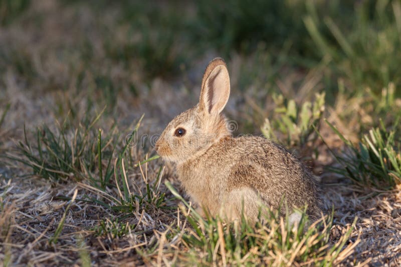 Baby Cottontail Rabbit stock image. Image of baby, rabbit - 72080237