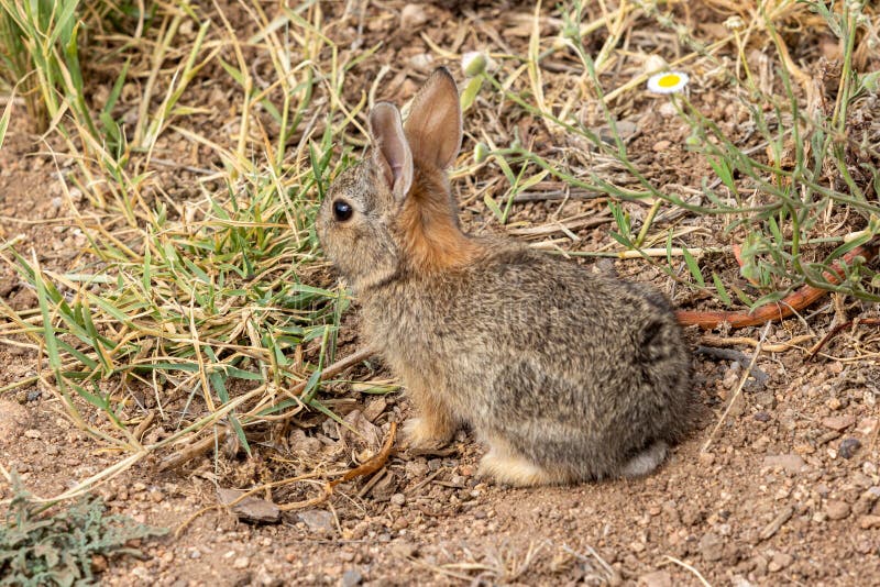 1,491 Baby Cottontail Rabbit Stock Photos - Free & Royalty-Free Stock ...