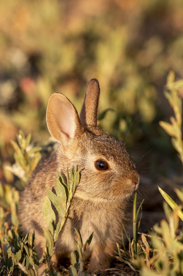 Baby Cottontail Rabbit in Springtime Stock Photo - Image of young ...