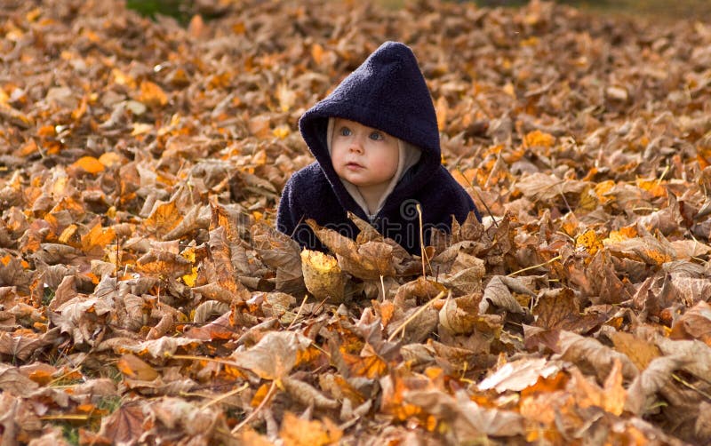 28,649 Baby Autumn Leaves Stock Photos - Free & Royalty-Free Stock ...