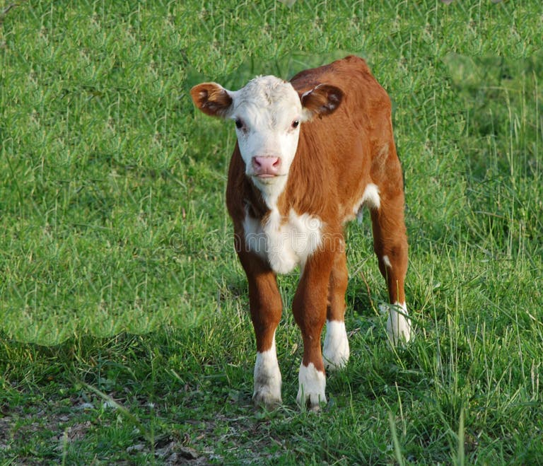 20,081 Baby Cow Meagt Stock Photos - Free & Royalty-Free Stock Photos ...
