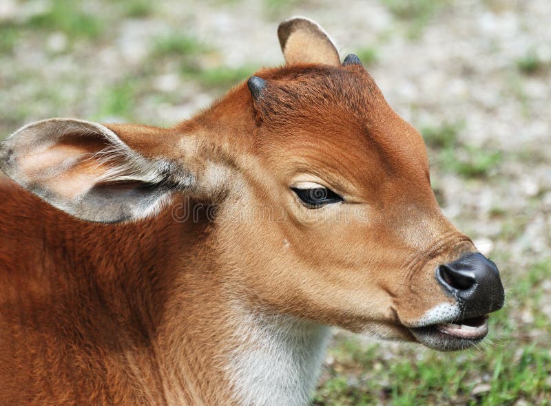 Baby Cow stock photo. Image of mammal, animal, head, wildlife - 3040792
