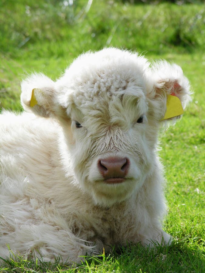 Baby cow stock photo. Image of environment, buffalo, green - 3491842