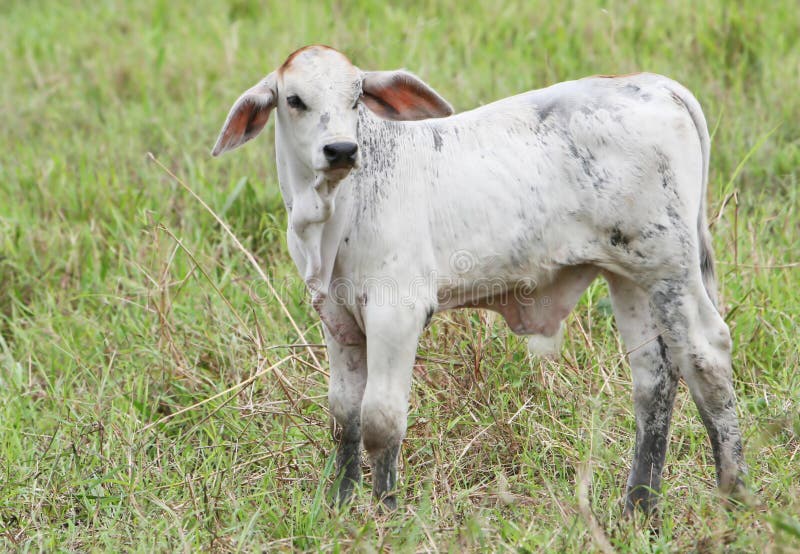 Baby Cow stock photo. Image of animal, cattle, livestock - 4000764