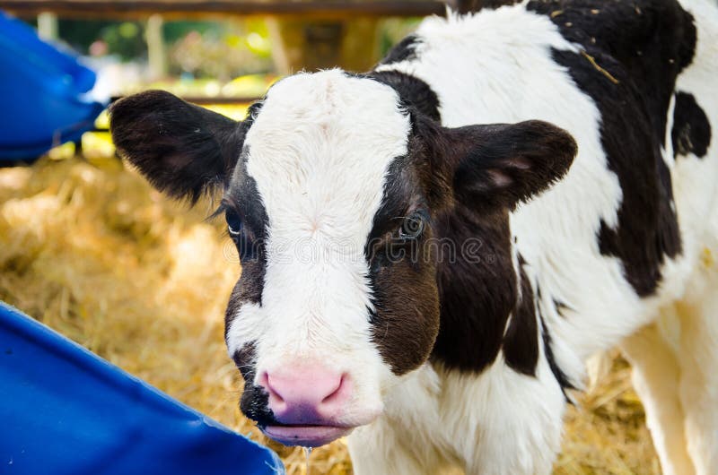 194 Baby Cow Drinking Water Stock Photos - Free & Royalty-Free Stock ...