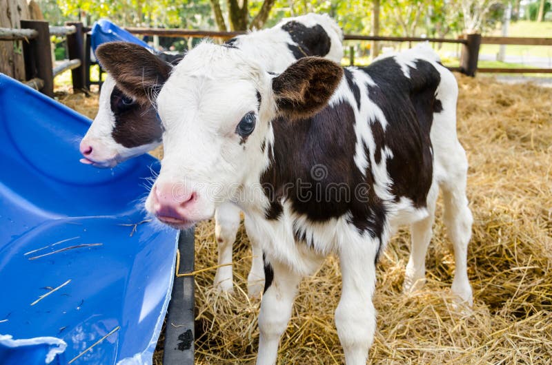 Baby cow drinking water. stock image. Image of bull, domestic - 54658831