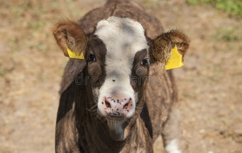 Baby cow at the farm. stock image. Image of countryside - 169503805