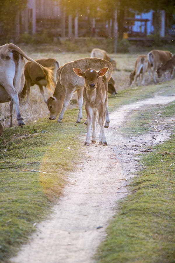 Baby Cow stock image. Image of path, light, hefer, natural - 48269621