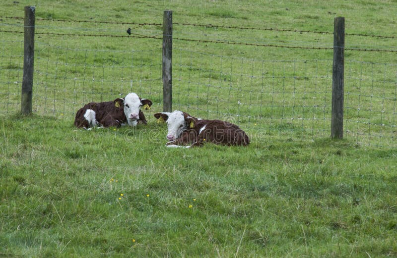 Baby cows stock photo. Image of sitting, farm, bovine - 84656080