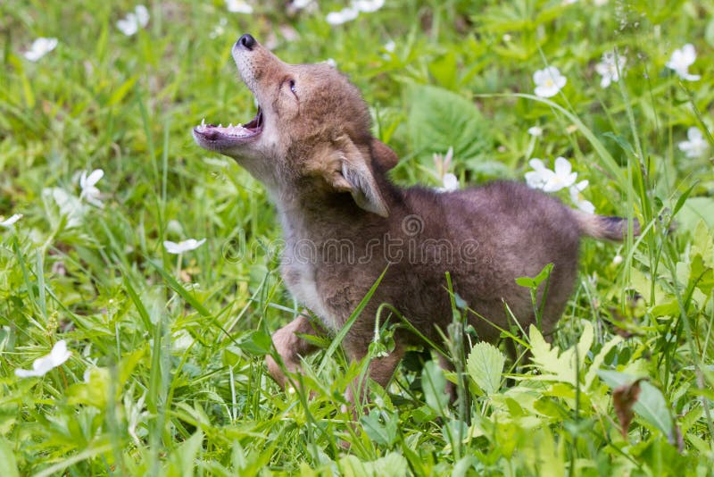 342 Coyote Howling Photos - Free & Royalty-Free Stock Photos from ...