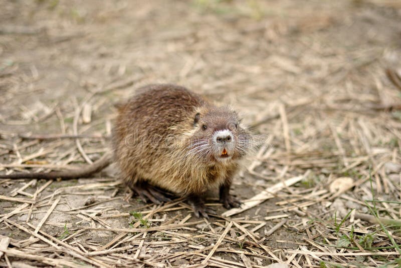 Baby coypu stock image. Image of coypu, nutria, land - 54450017