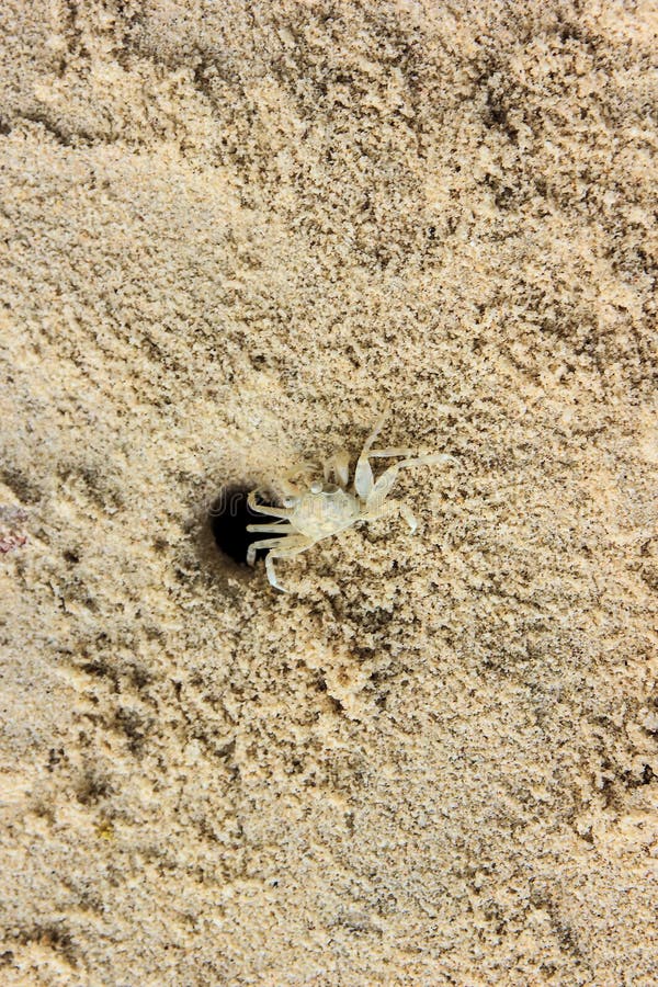 The baby crab stock image. Image of crab, family, island - 31982087