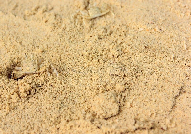 The baby crab stock photo. Image of nature, copyspace - 31982134