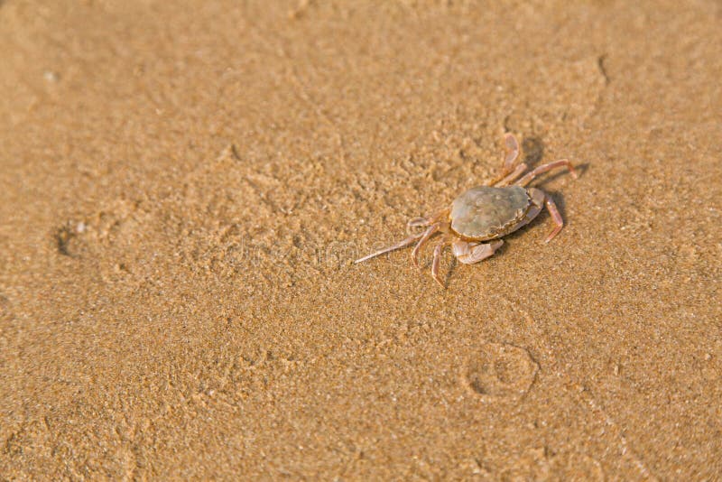 Baby crab on the sea shore stock photo. Image of seafood - 41732452