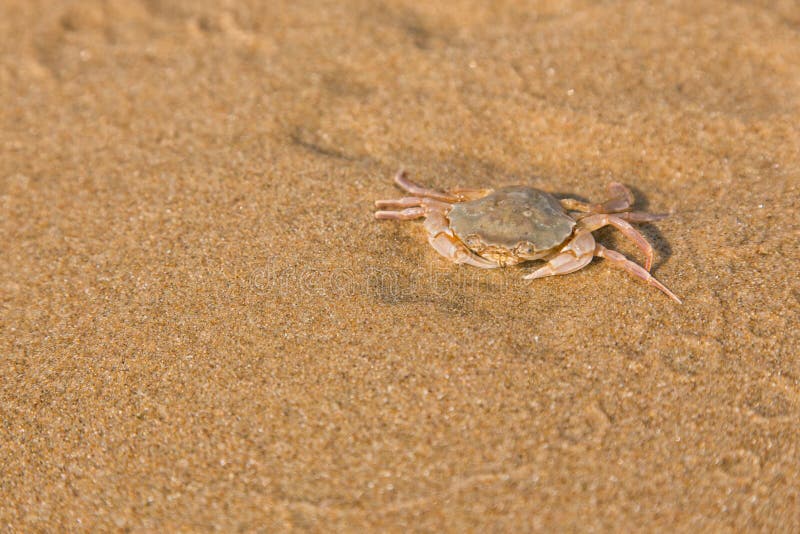 Baby Crab on the Child S Hand Stock Image - Image of sand, animal: 33677035