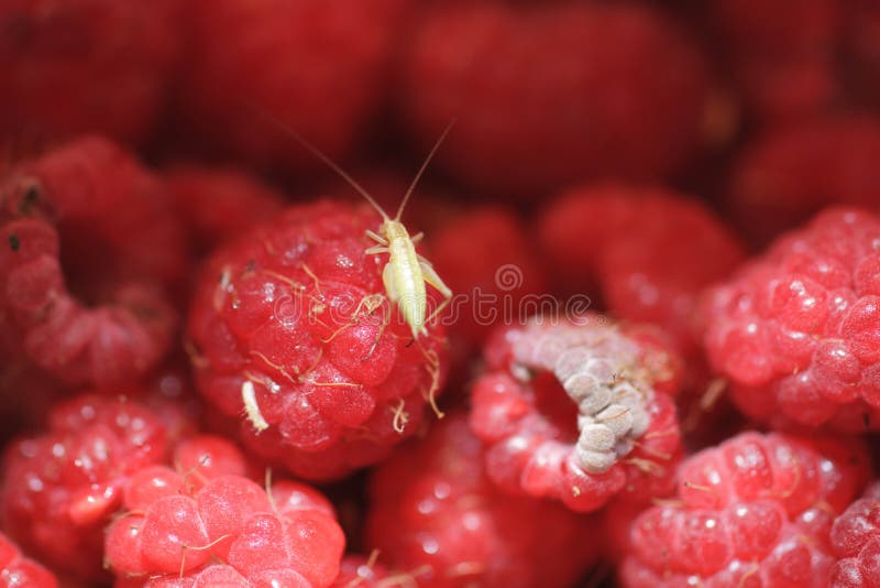 Baby Cricket stock image. Image of nature, baby, green - 25039657