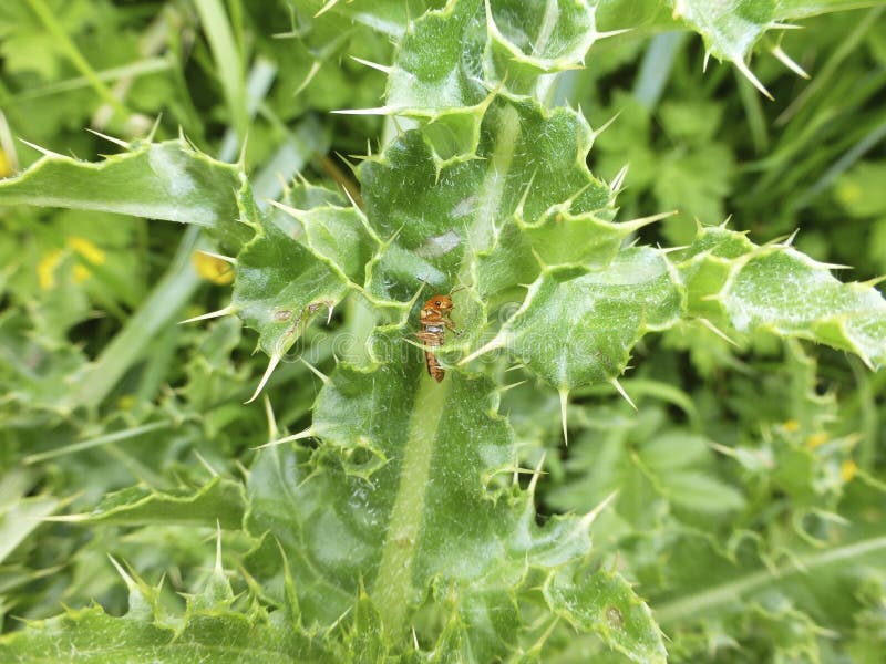 Baby Cricket stock photo. Image of thorn, thorns, green - 43706762