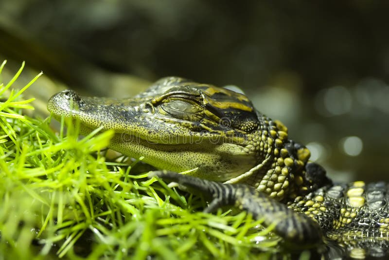 Baby Crocodile stock photo. Image of wild, danger, green - 1627658