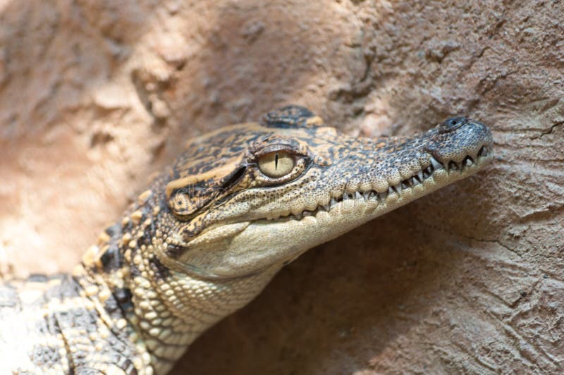 Baby Crocodile Hatching Stock Photos - Free & Royalty-Free Stock Photos ...