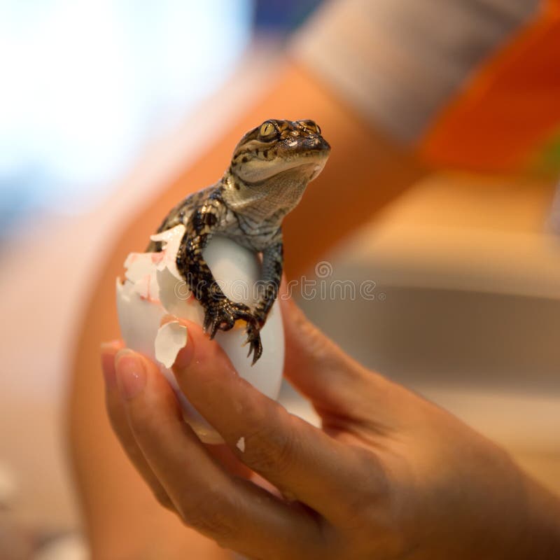 Little baby crocodiles stock image. Image of predator - 59143033