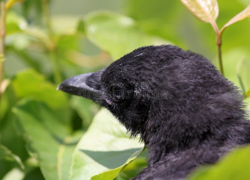 Baby crow stock photo. Image of plants, quebec, wildlife - 22035912