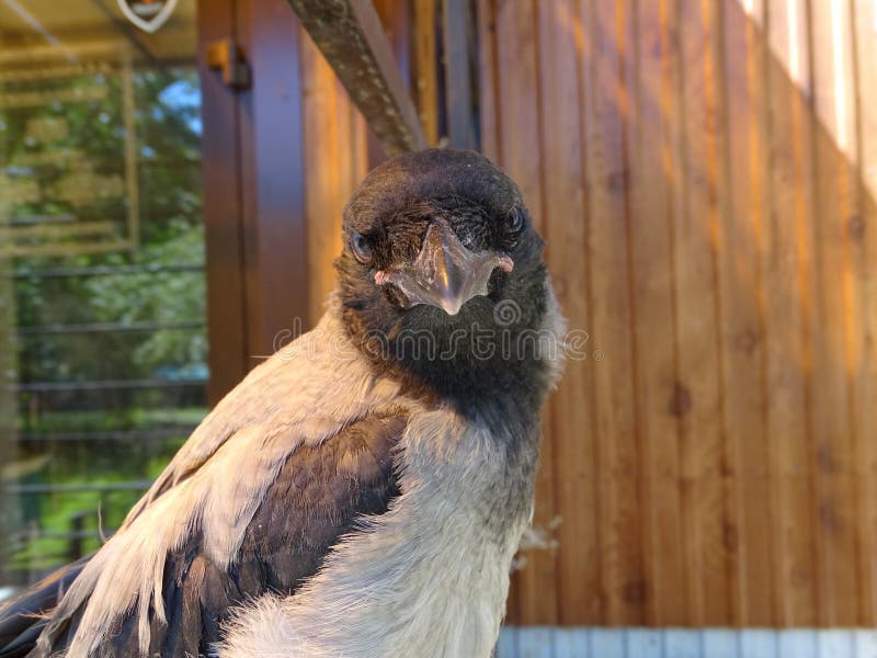 Baby crow closeup stock image. Image of crow, closeup - 334201509