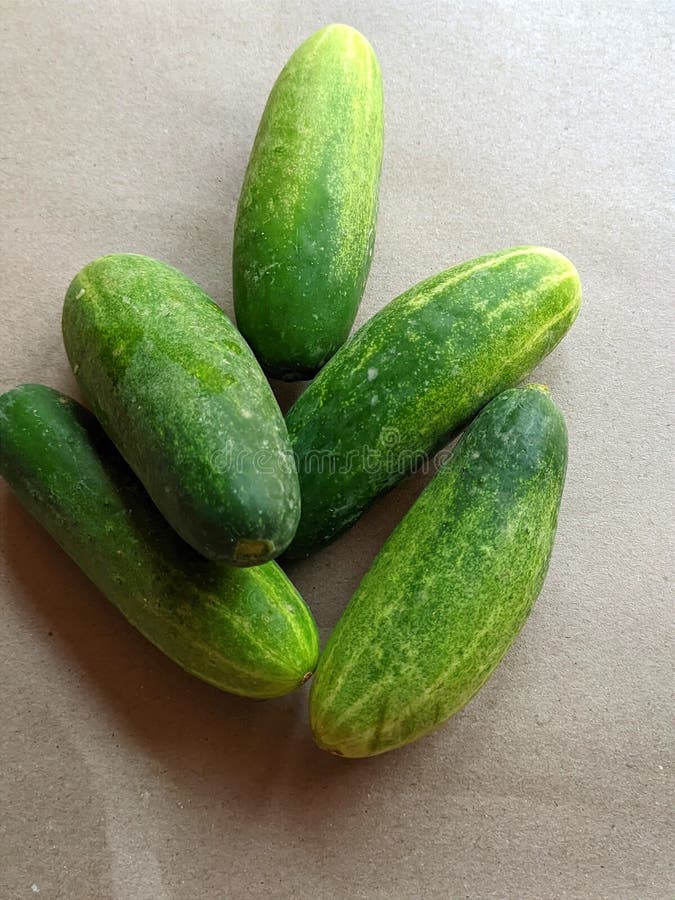 Baby cucumber plant stock image. Image of background - 30474251