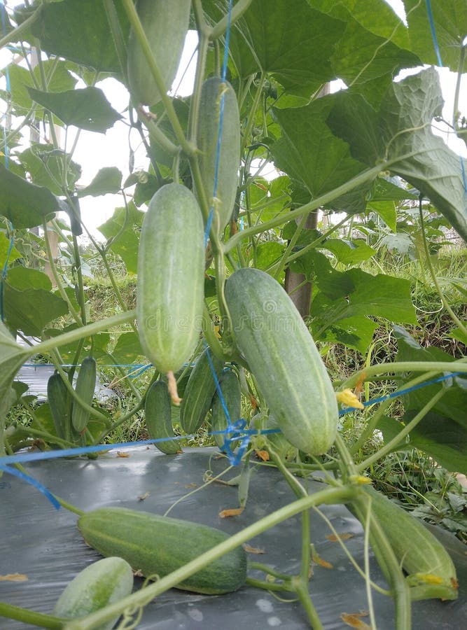 The Seed Baby Plant on the Polybag Stock Image - Image of green, crop ...