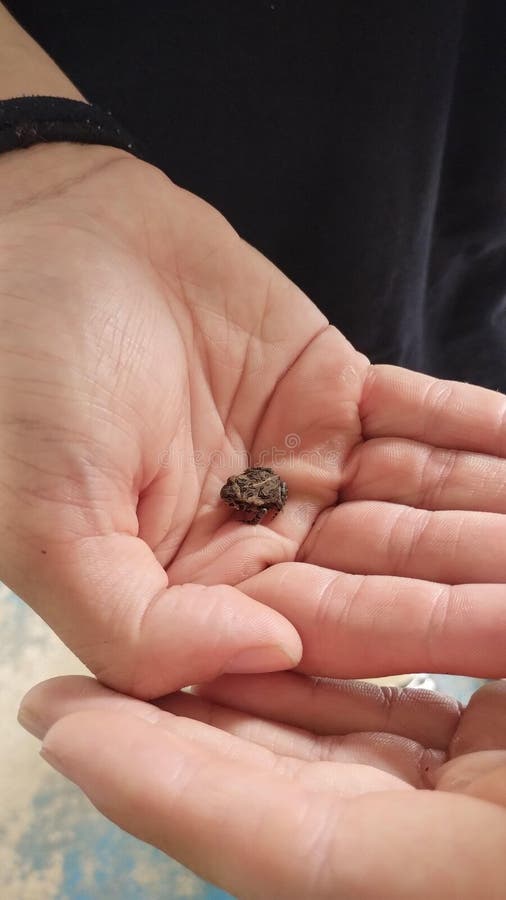 Baby Cururu Toad Stock Photos - Free & Royalty-Free Stock Photos from ...