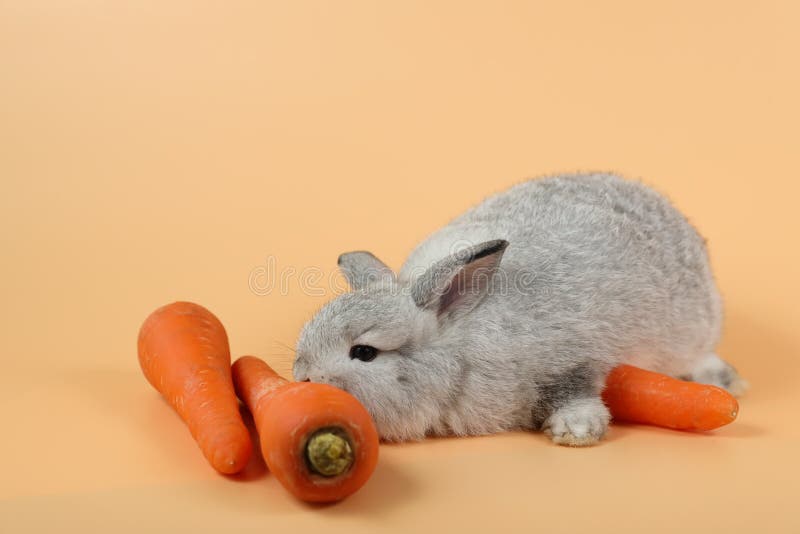 Baby Cute Brown Easter Bunny Rabbit Eating Carrots on Orange Background ...