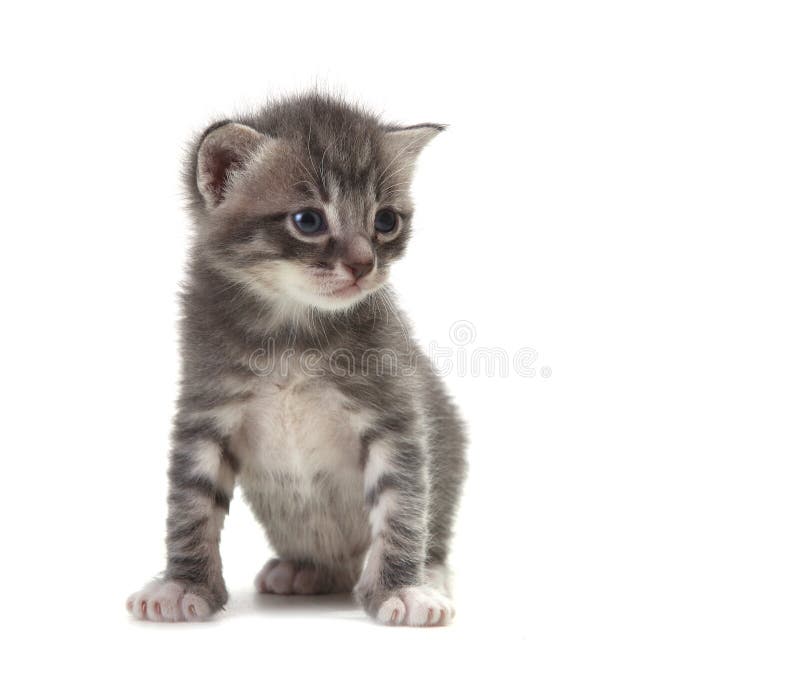 Baby Cute Kitten on a White Background Stock Photo - Image of tail ...