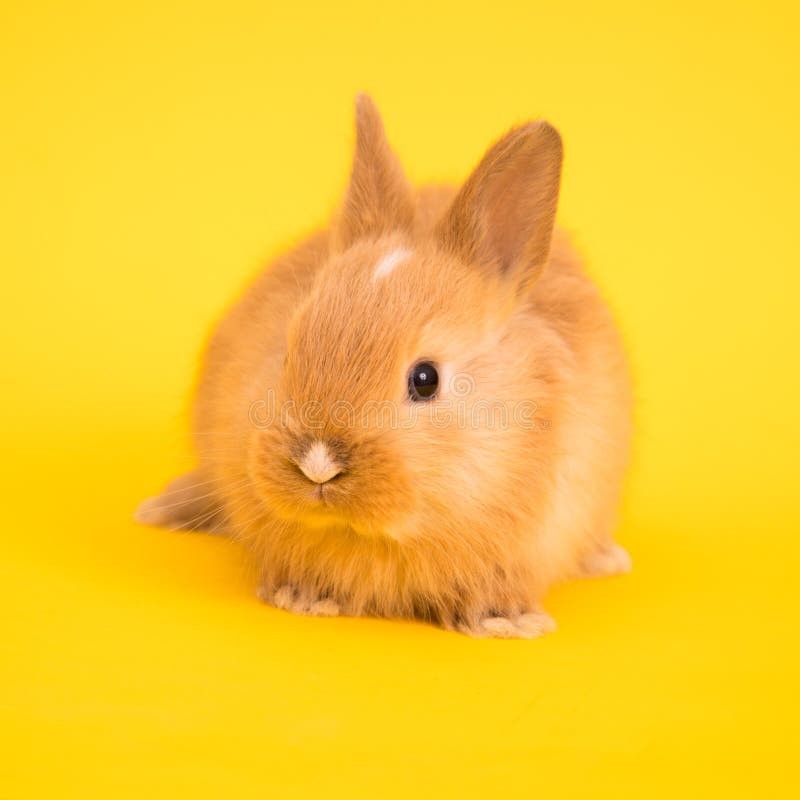 Little Brown Rabbit Eating Grass in the Farm Courtyard Stock Photo ...