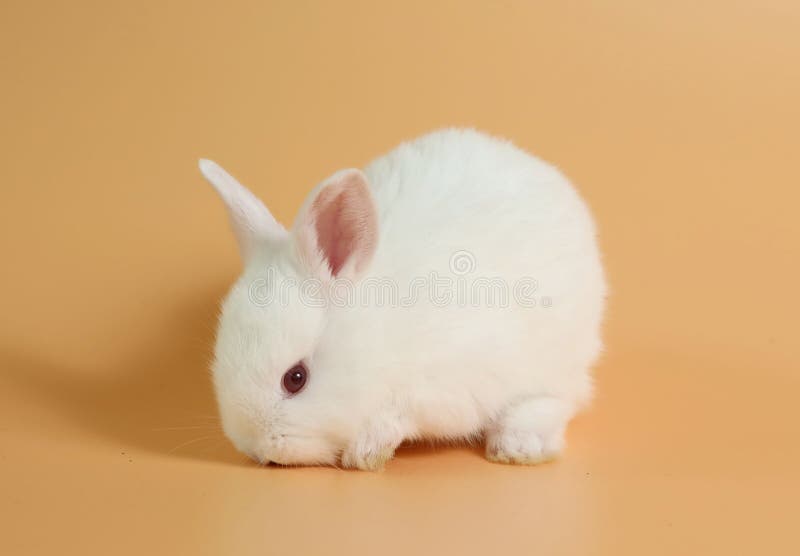 Baby and Cute White Bunny Rabbit on Orange Background Stock Photo ...