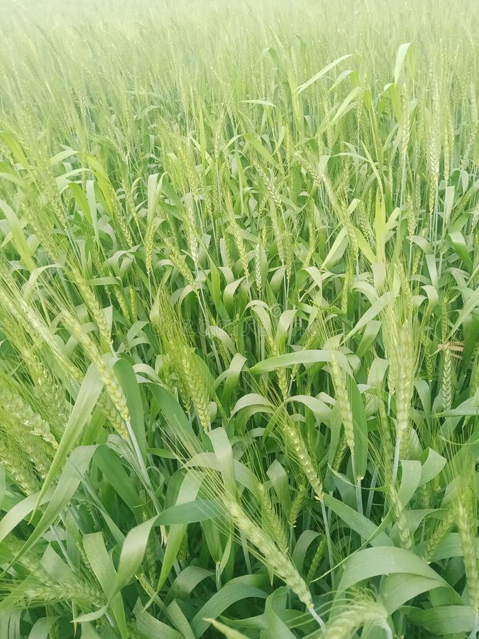 Catay Stock Photos - Free & Royalty-Free Stock Photos from Dreamstime