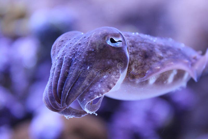 Isolated Cuttlefish stock photo. Image of underwater, fish - 2415308