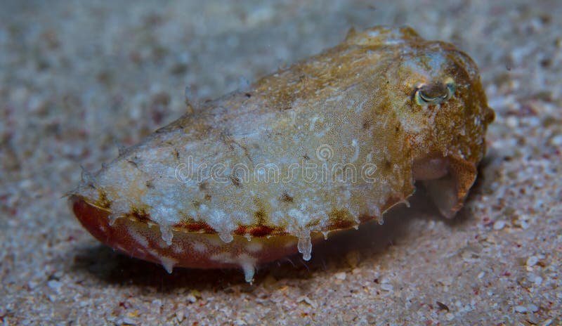 Baby Cuttlefish in Lembeh Strait Stock Image - Image of animals, coral ...