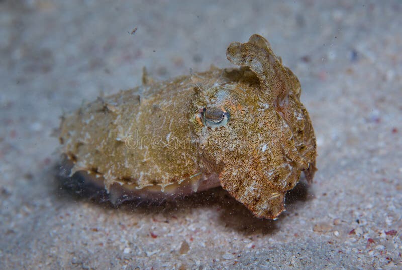 890 Baby Cuttlefish Stock Photos - Free & Royalty-Free Stock Photos ...