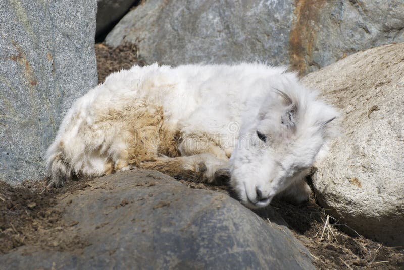 Baby Dall Sheep stock image. Image of dall, alaska, relaxing - 30546667