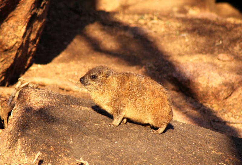 Baby Dassie on Rocks stock image. Image of brown, like - 36133473