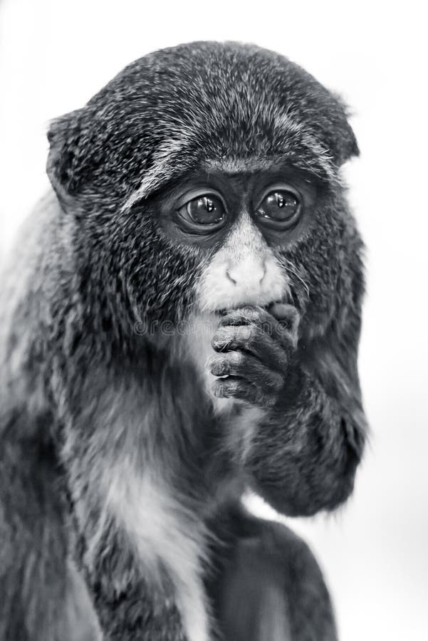 De Brazzas monkey stock photo. Image of neglectus, animal - 43170540
