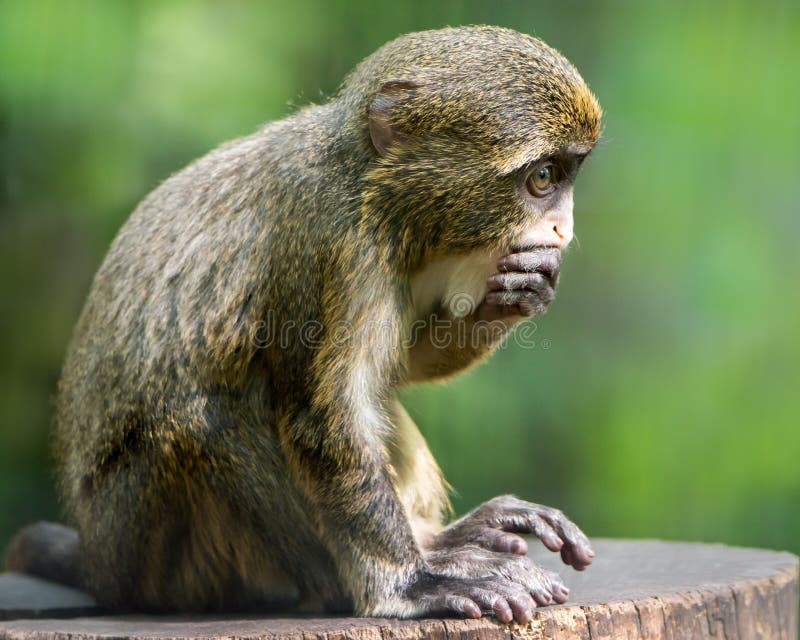 Baby De Brazza s Monkey IV stock image. Image of mendon - 41837383