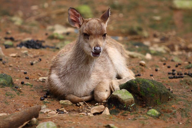 Baby Deer stock image. Image of africa, life, deer, zoological - 14720037