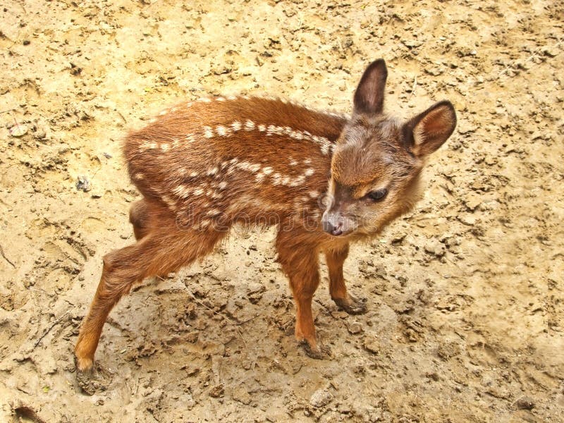 Baby deer stock image. Image of mammal, animal, newborn - 15571983