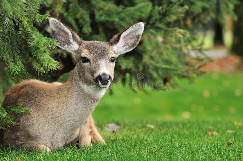 Baby deer stock photo. Image of wildlife, fall, wild - 16755380