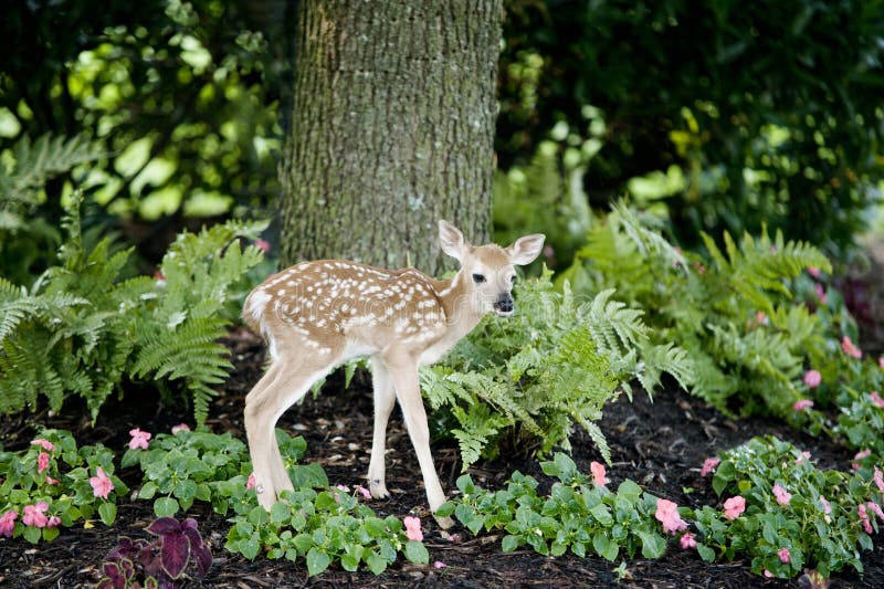 Baby Deer stock photo. Image of deer, nature, baby, copy - 20124456