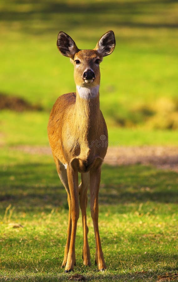 Baby deer stock image. Image of matting, cute, season - 37535251