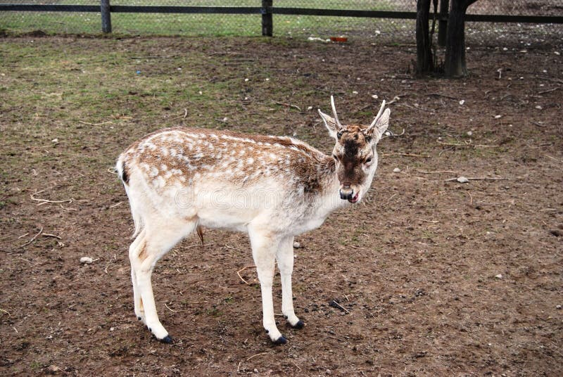 Baby deer stock photo. Image of brown, wild, fawn, baby - 5131054