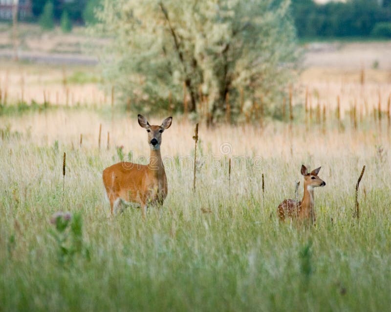 Baby deer stock photo. Image of mother, grass, deer, brown - 5757734