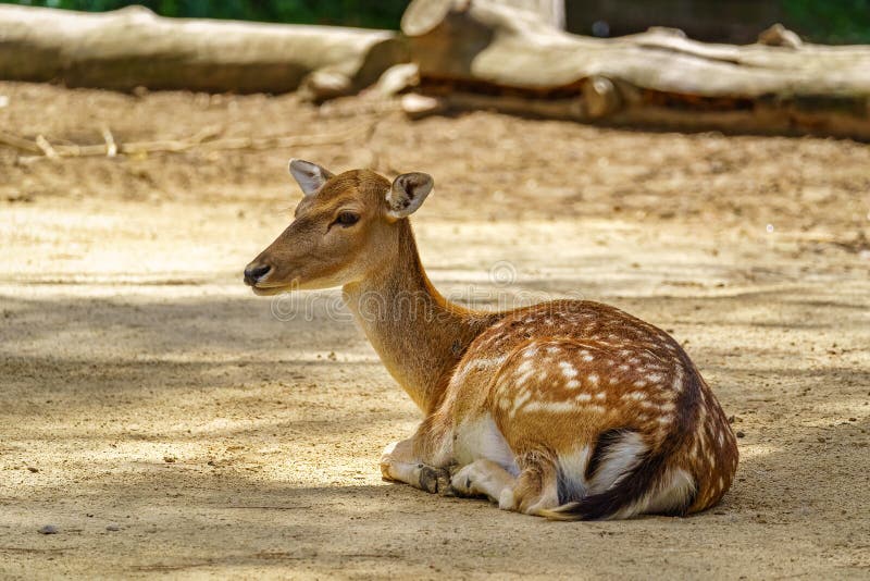 Baby Deer Bambi in the Grass in Summer on a Sunny Day Selective Focus ...