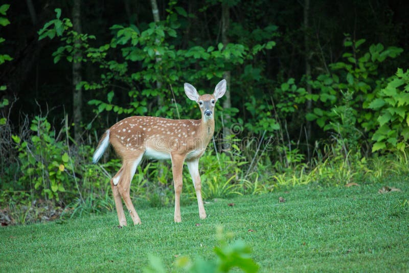 Baby Deer Doe Looking at You Stock Photo - Image of fauna, hunting ...